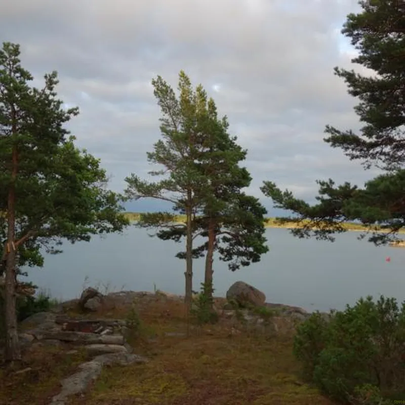 Pinus sylvestris (SKOVFYR)